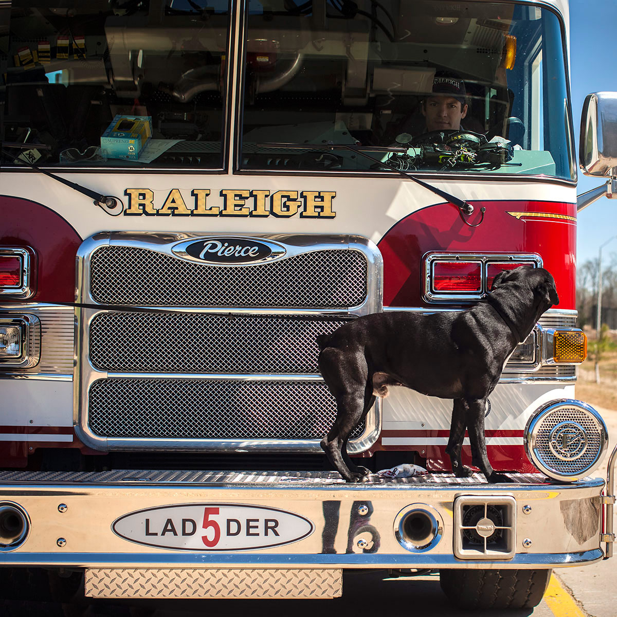 Landfill Dog - Willie